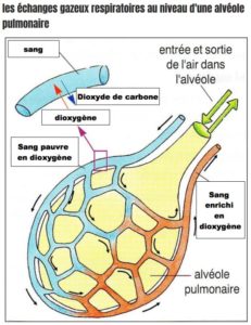 [Atelier sciences] Les échanges gazeux dans les alvéoles pulmonaires ...